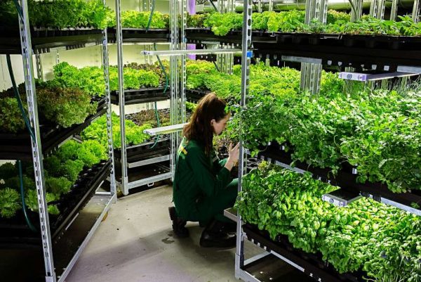 Vertical farming economics in a nutshell - Avisomo