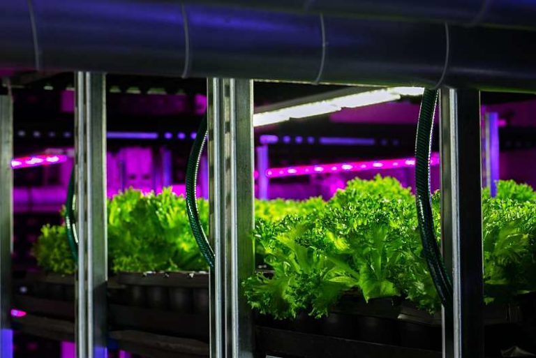 How vertical farming reduces environmental impact - Avisomo