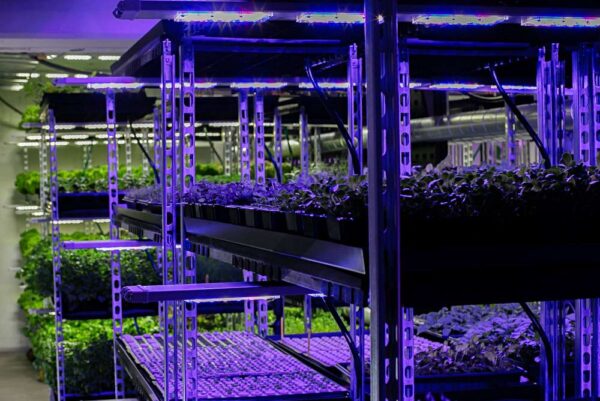 The best vertical plant factory solutions right now! - Avisomo